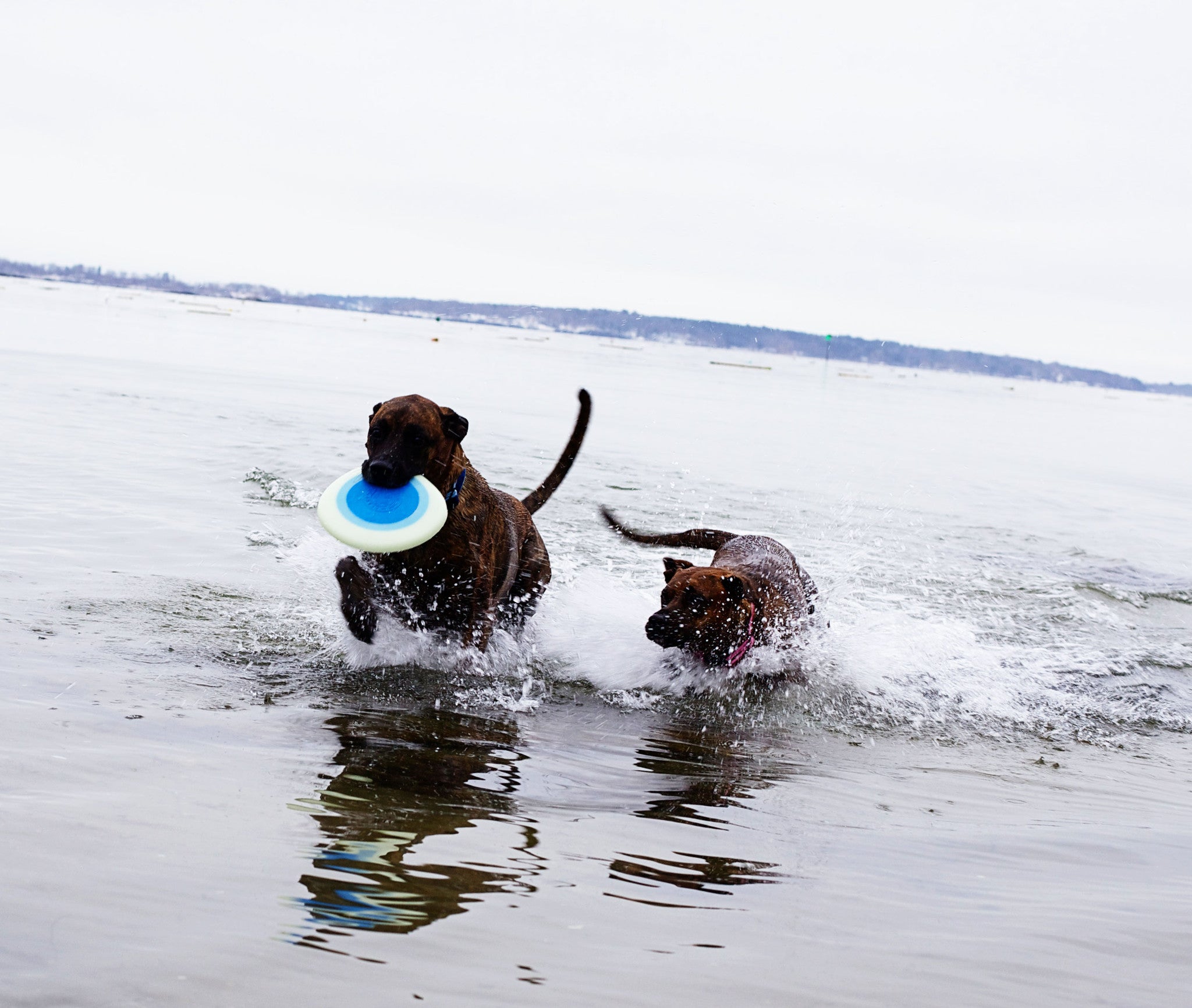 planet dog — Happy Paws