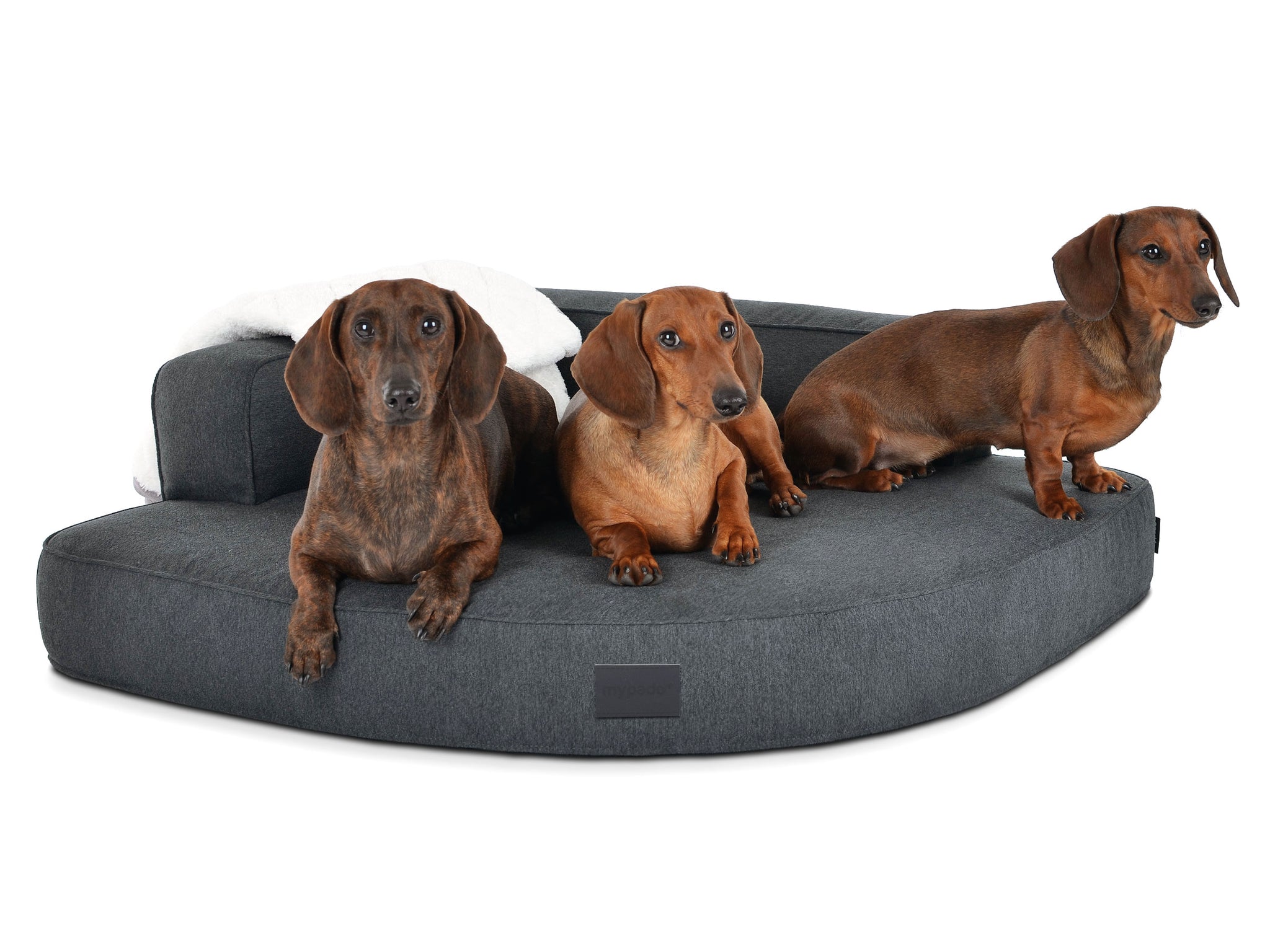 Switzerland online pet shop for quality pet products. — Happy Paws